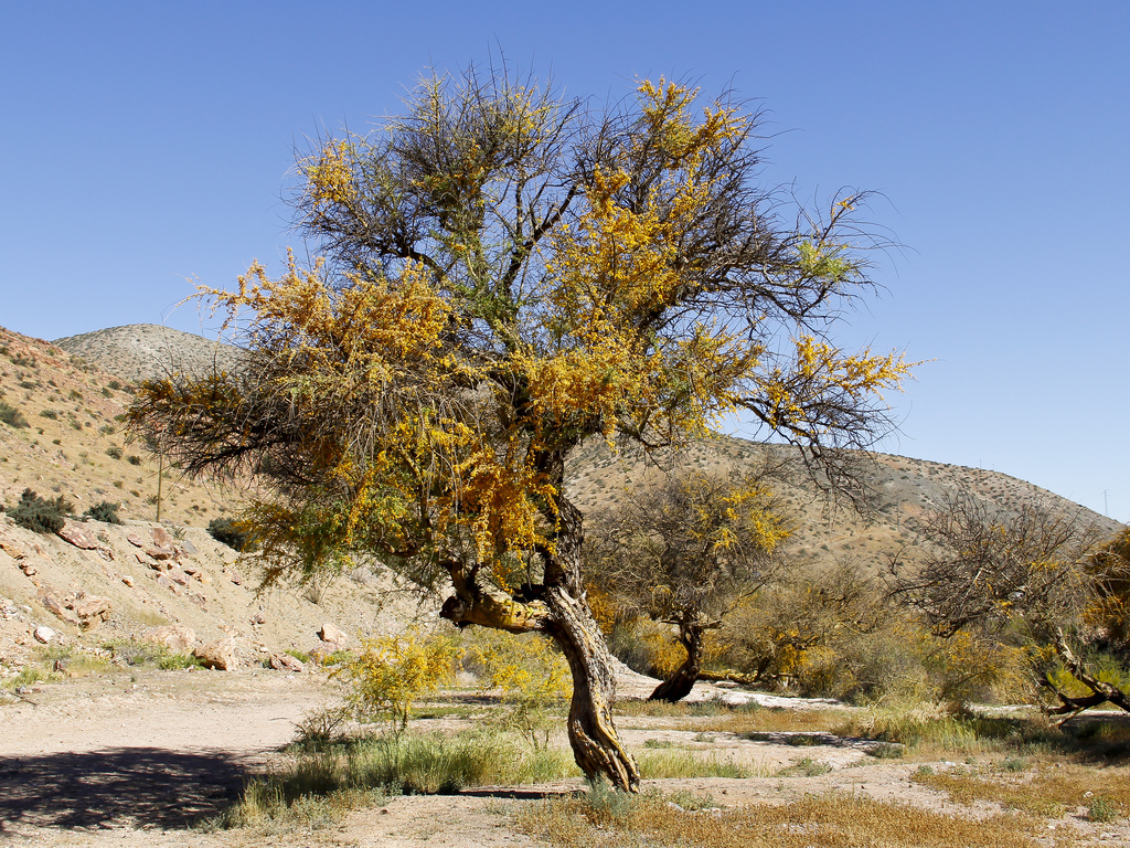 Chañar: La joya del desierto – Letra Brava
